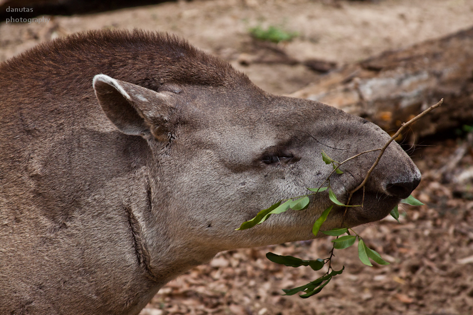 Tapir - Nightmares Eater *** Zjadacz koszmarow - B O L I V I A in my eyes